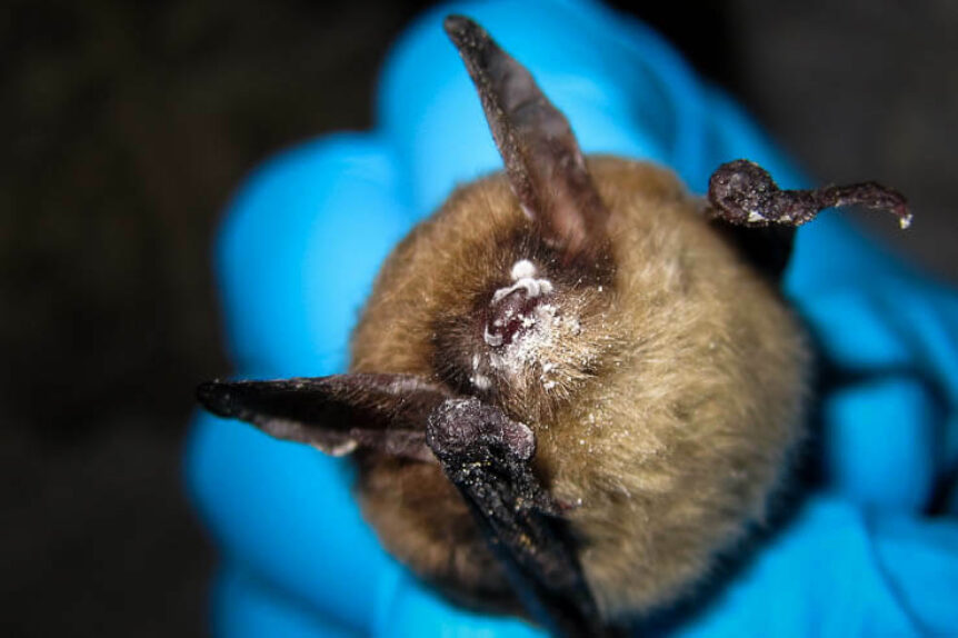 A tiny fuzzy bat calls Chesapeake trees home