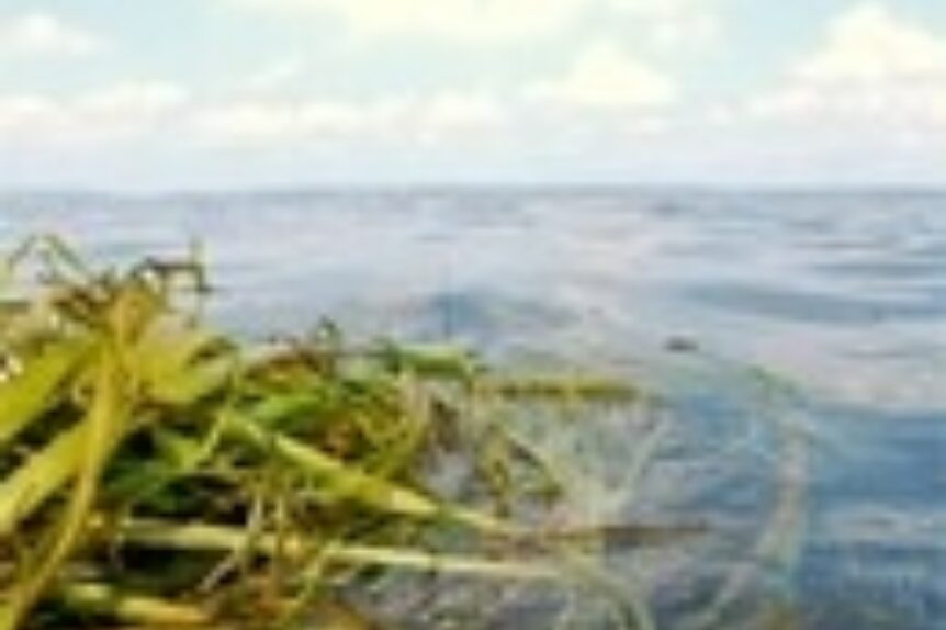 Underwater Bay Grasses Decrease by 6,239 Acres in Chesapeake Bay and ...