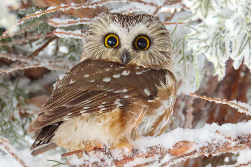 Four ways owls are superior predators