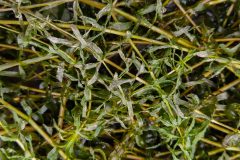 Hydrilla