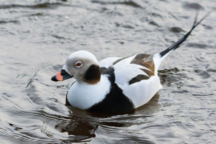 Long-Tailed Duck