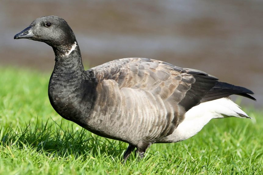 Brant