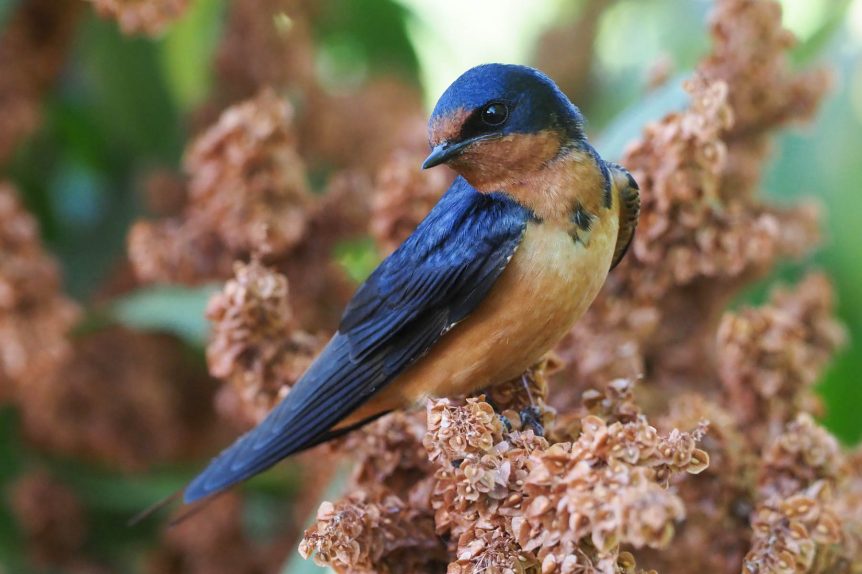 Atlantic Ribbed Mussel
