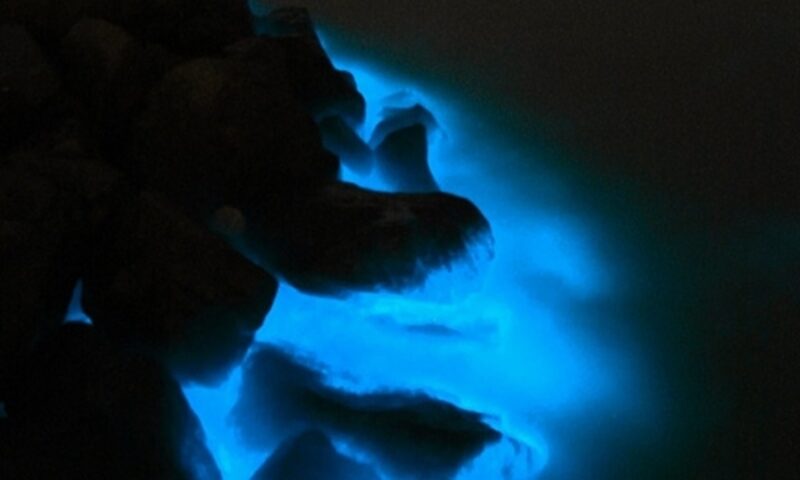 Hay’s Spring Amphipod