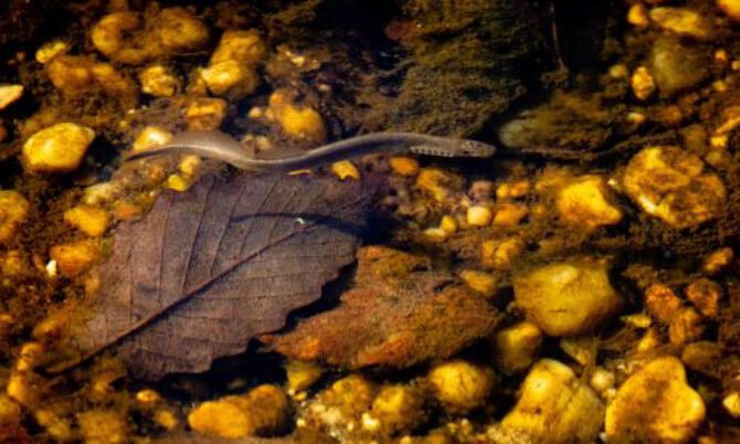 American Brook Lamprey
