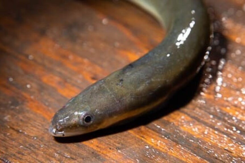 Black-Fingered Mud Crab