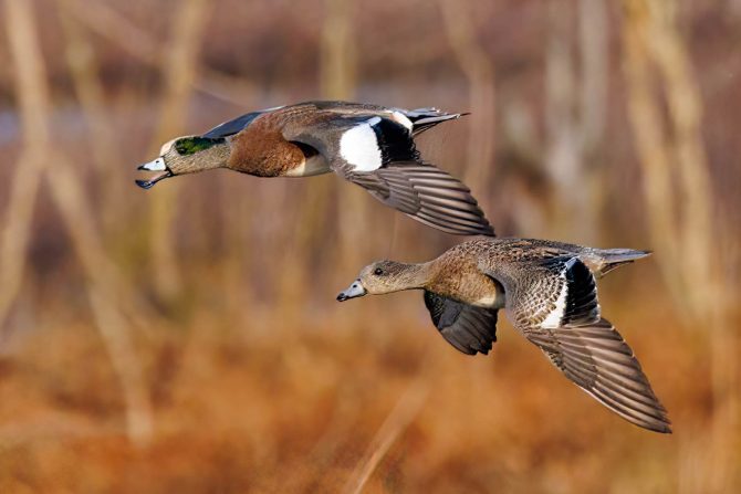 American Wigeon