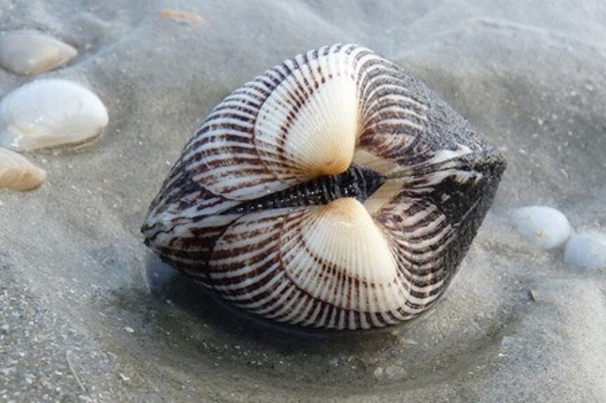 Atlantic Ribbed Mussel