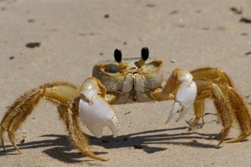 Common Spider Crab