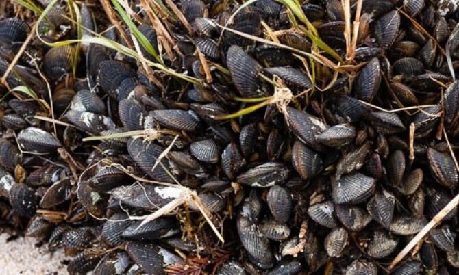 Atlantic Ribbed Mussel