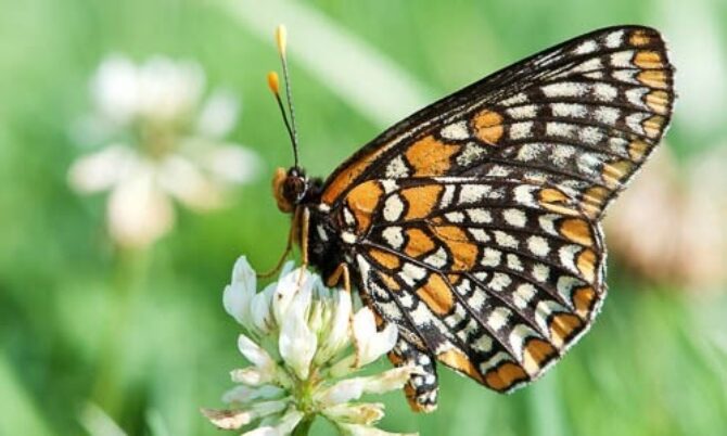 Baltimore Checkerspot