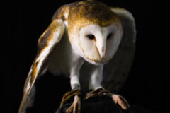 Barn Owl