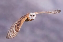 Barn Owl