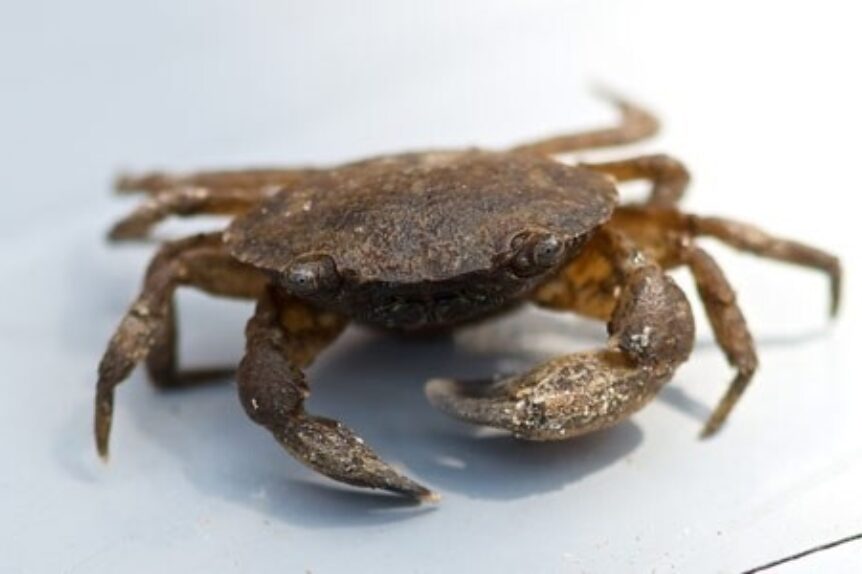 Black-Fingered Mud Crab
