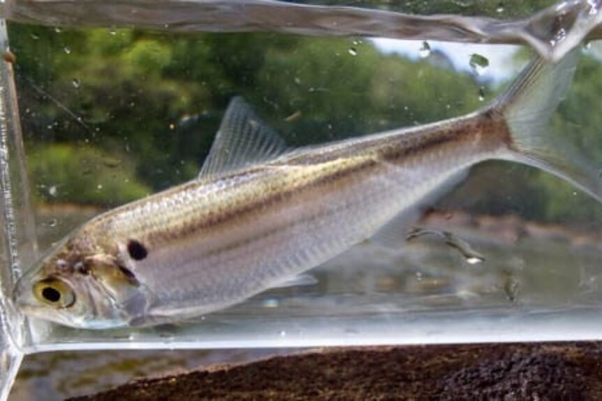 Mummichog