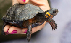Bog Turtle