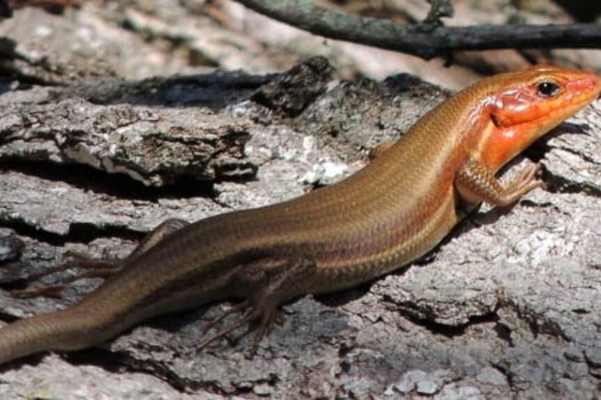Broad-Headed Skink