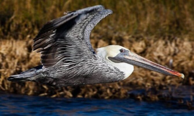 Brown Pelican