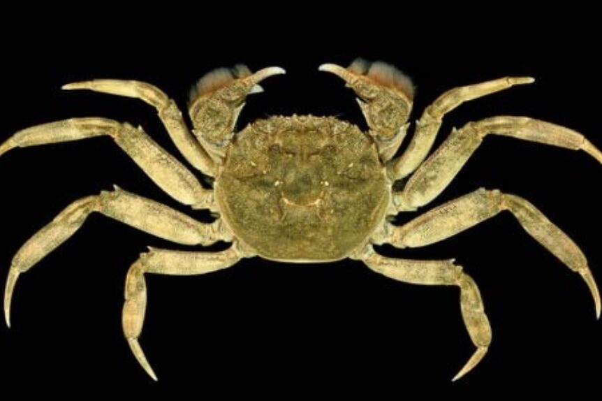 Common Spider Crab