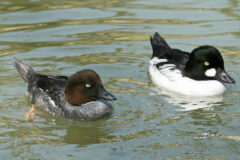 Common Goldeneye