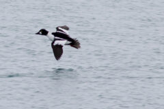 Common Goldeneye