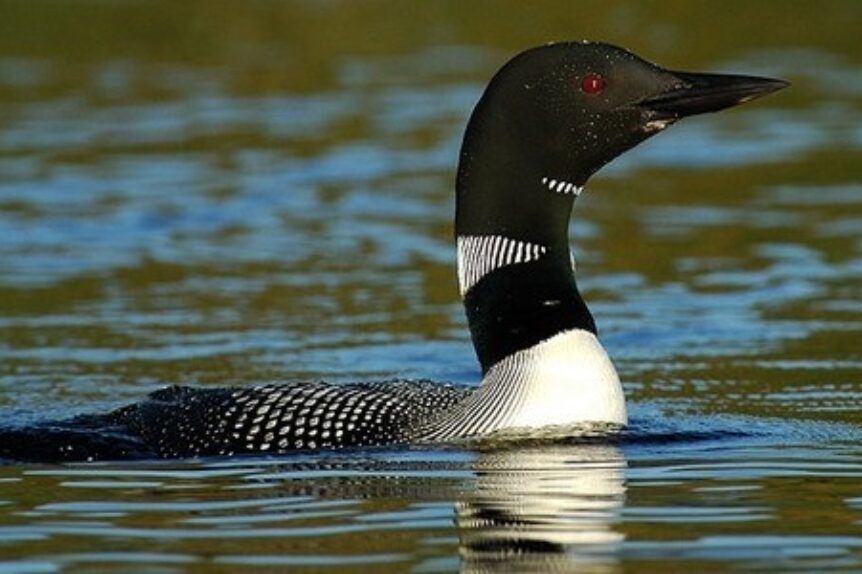 Double-Crested Cormorant