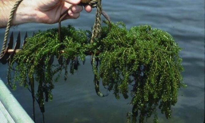 Common Waterweed