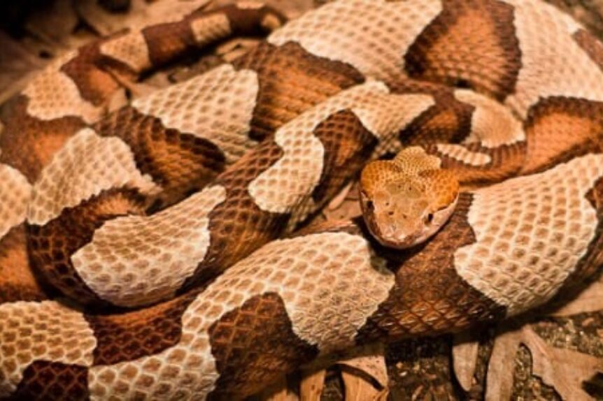 Eastern Garter Snake