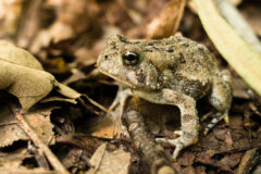 Eastern American toad
