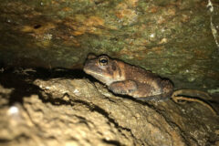 Eastern American toad