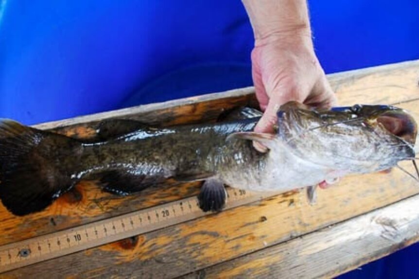 White Perch