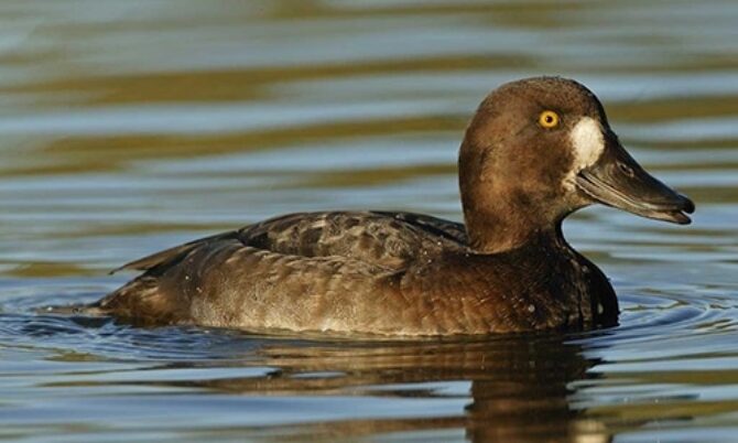 Scaup Duck