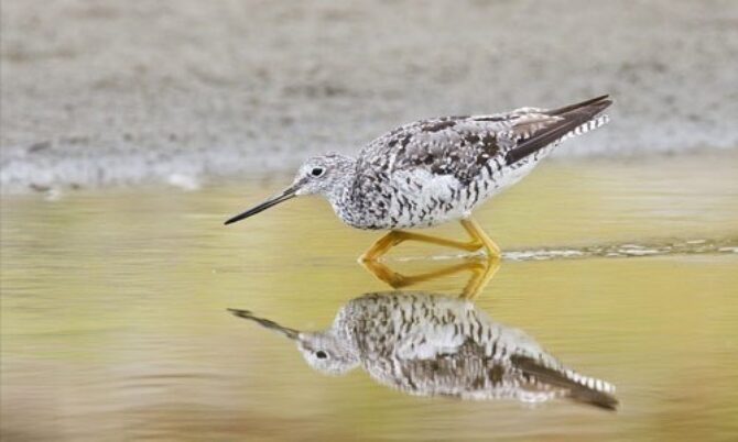 Greater Yellowlegs