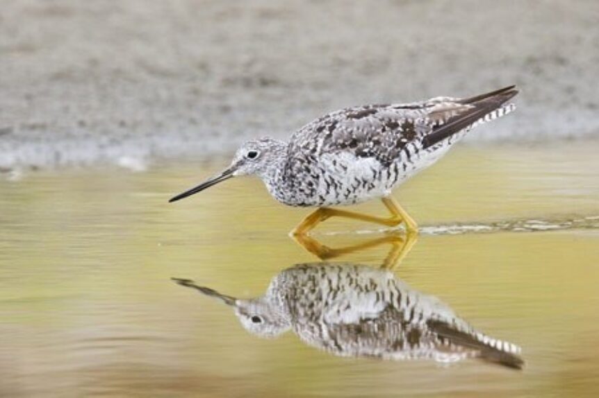 Willet