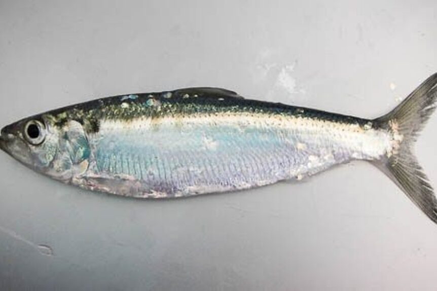 American Shad