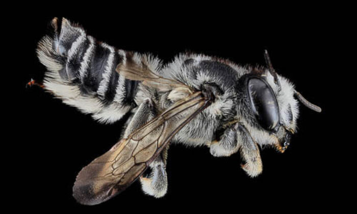 Leafcutter Bees