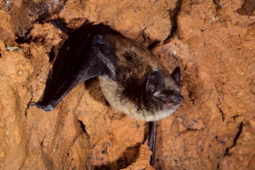 Virginia Big-Eared Bat