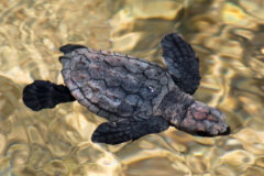 Loggerhead Turtle