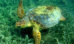 Loggerhead Turtle