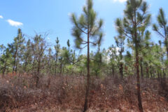 Longleaf pine