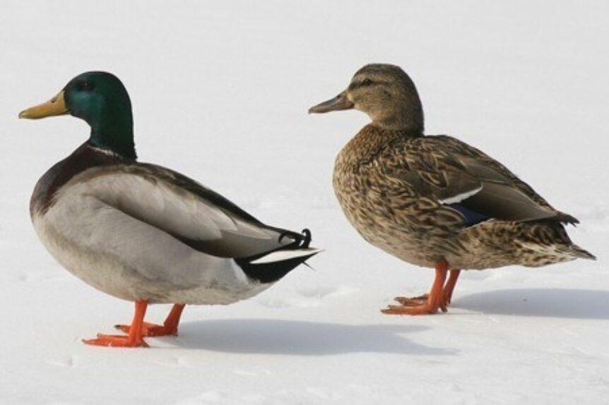 Hay’s Spring Amphipod