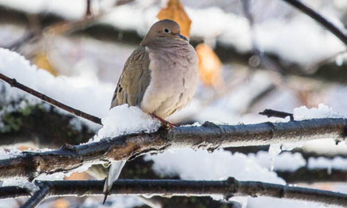 Mourning dove