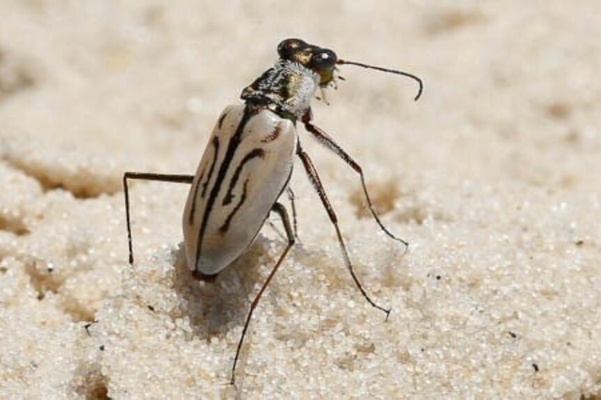 Hay’s Spring Amphipod