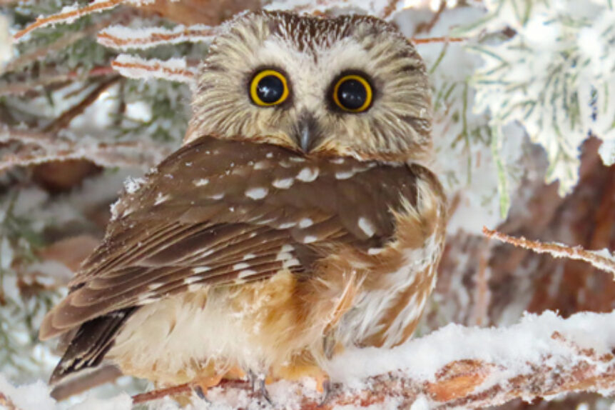 Northern Spring Peeper