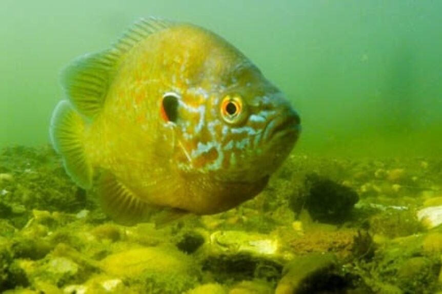 American Shad