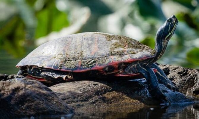 Red-bellied Cooter