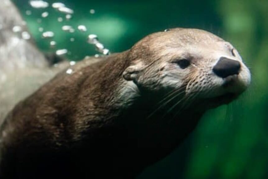 Virginia Big-Eared Bat