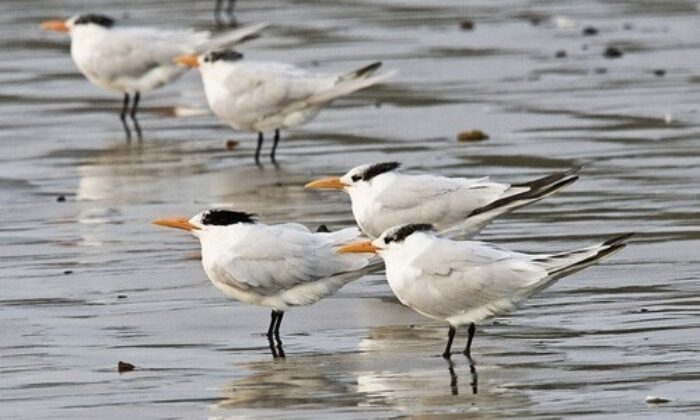 Royal Tern
