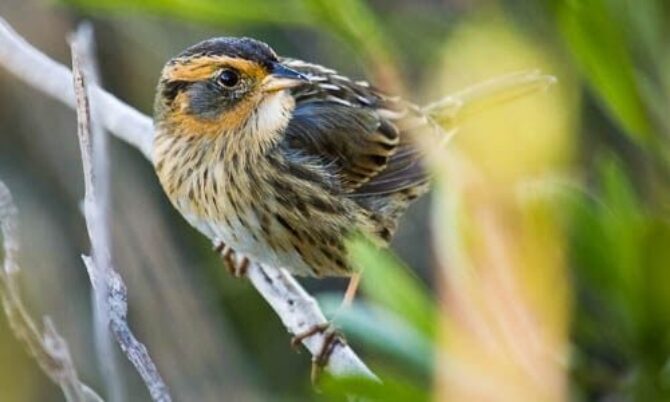 Saltmarsh Sparrow
