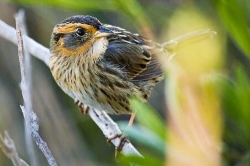 Saltmarsh sparrow